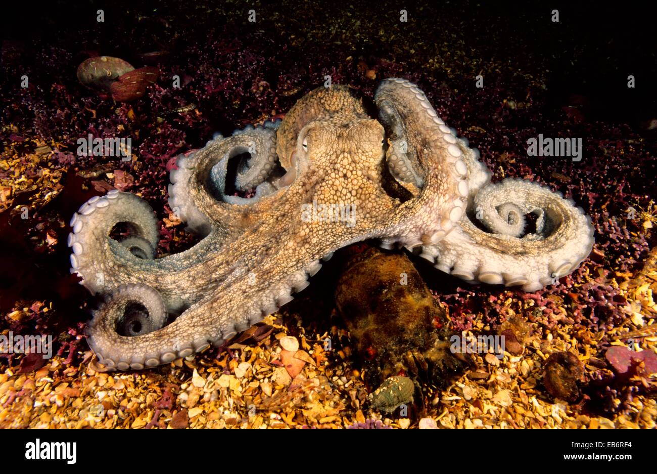 Octopus Vulgaris High Resolution Stock Photography and Images - Alamy