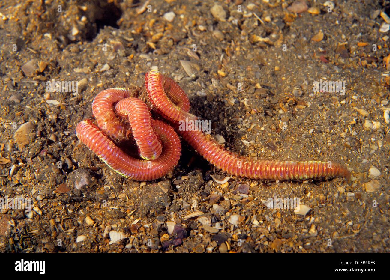Marphysa sanguinea hi-res stock photography and images - Alamy