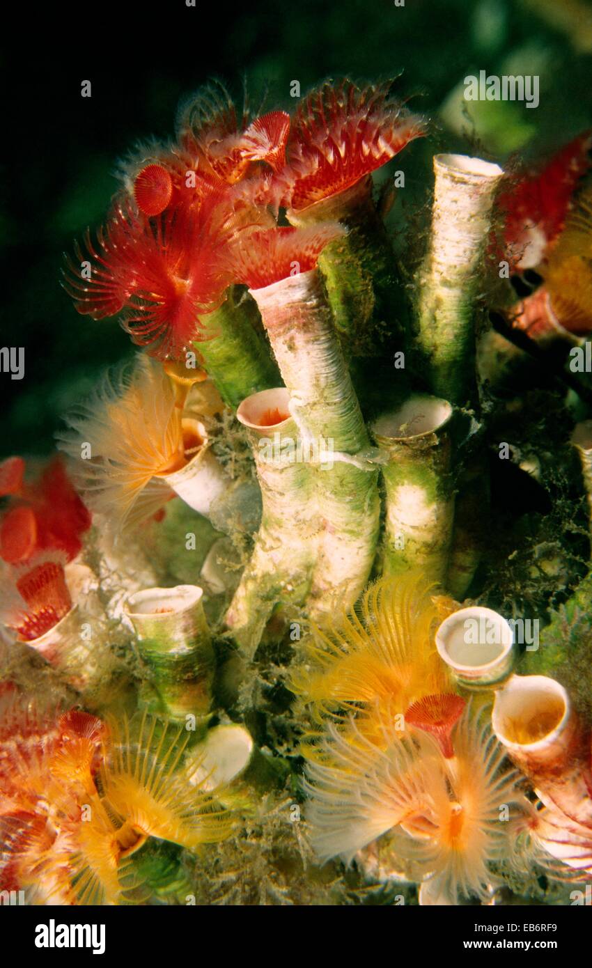 Serpula hi-res stock photography and images - Alamy