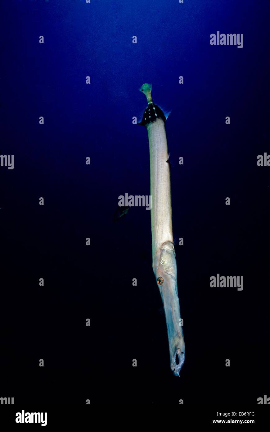 Chinese trumpetfish aulostomus chinensis hi-res stock photography and ...