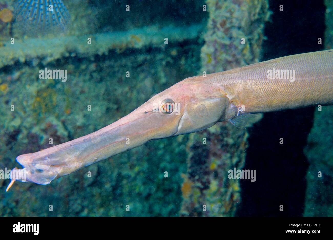 Chinese trumpetfish aulostomus chinensis hi-res stock photography and ...