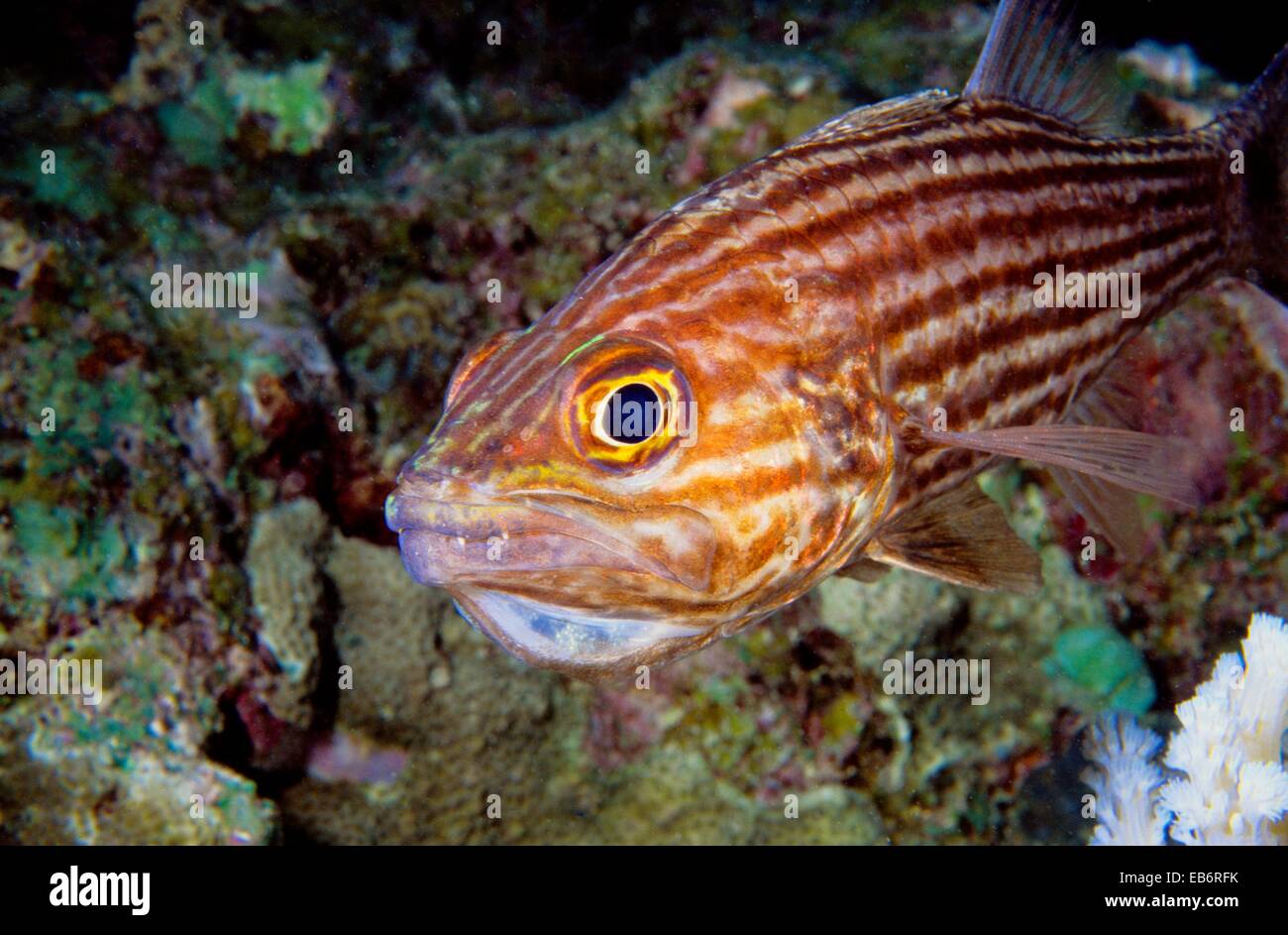 Eight-lined cardinalfish (Apogon lineatus), Mauritius Island, Republic ...