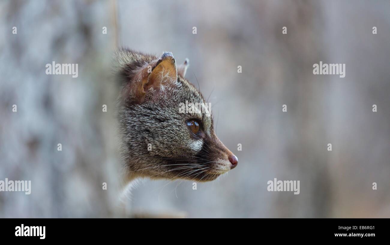 Genetta image hi-res stock photography and images - Alamy