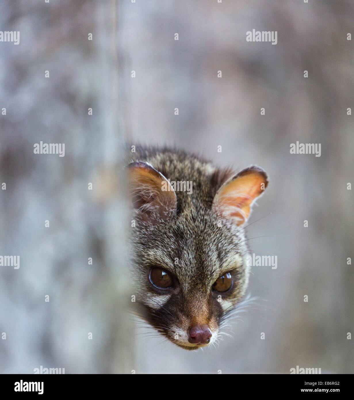 Genetta image hi-res stock photography and images - Alamy