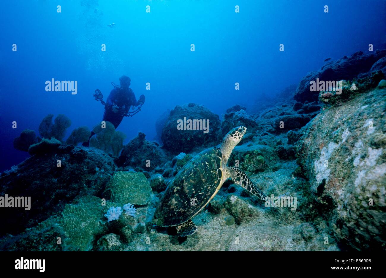 Diver with Green sea turtle (Chelonia mydas), Mauritius Island Republic ...