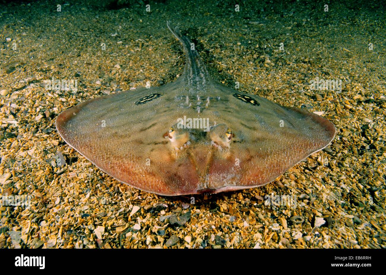 Cuckoo ray Raja naevus Eastern Atlantic Galicia Spain Stock Photo - Alamy
