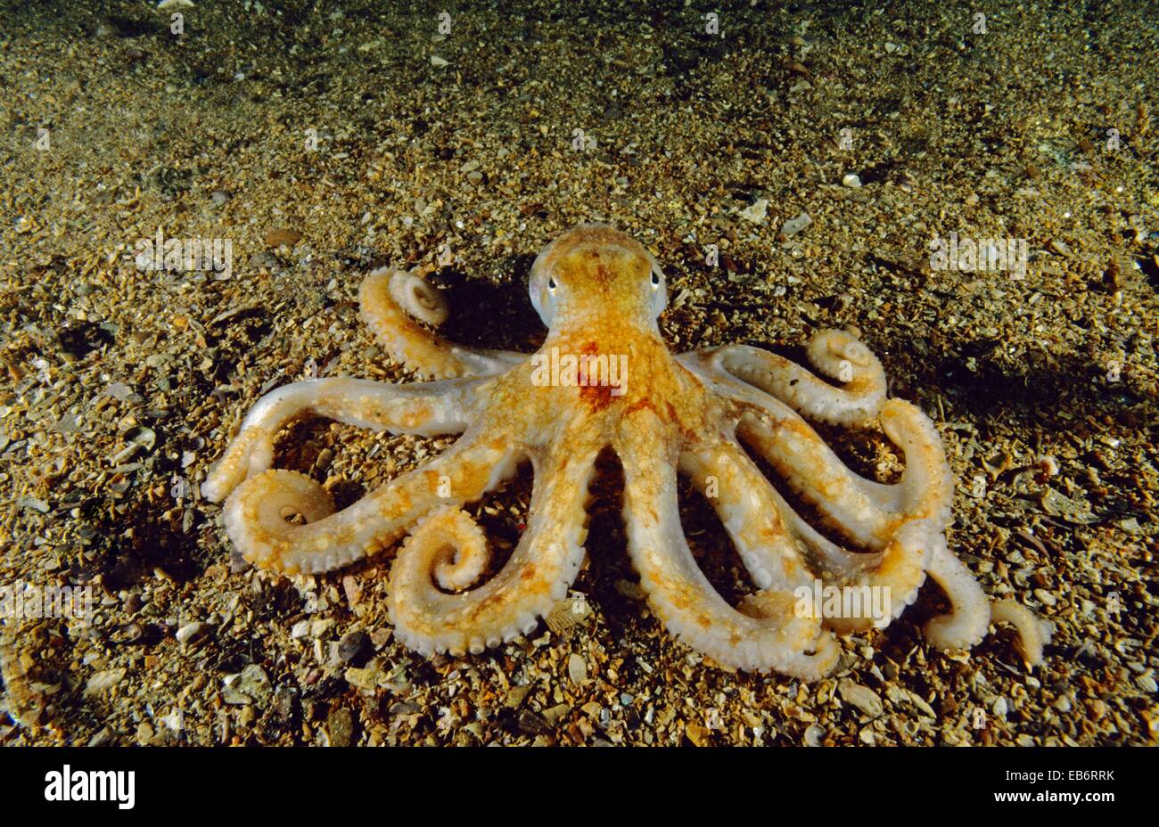 Long armed hi-res stock photography and images - Alamy