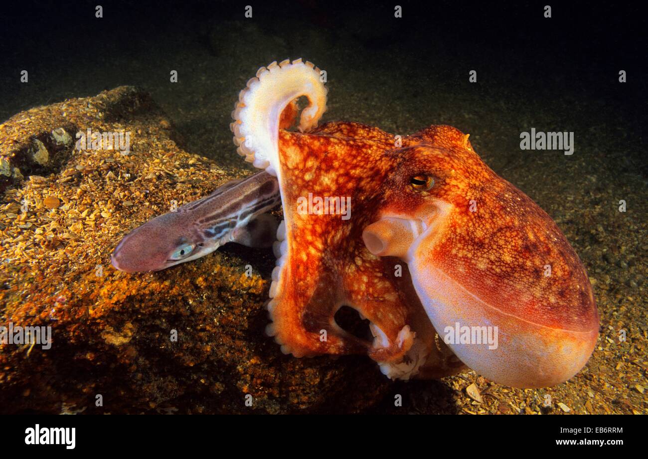 Lesser octopus hi-res stock photography and images - Alamy