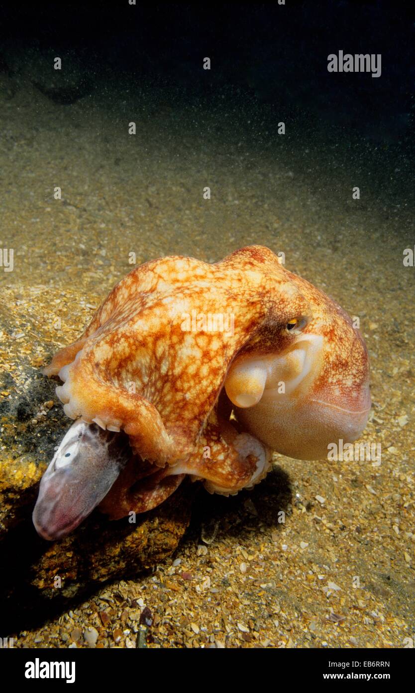 Lesser octopus hi-res stock photography and images - Alamy