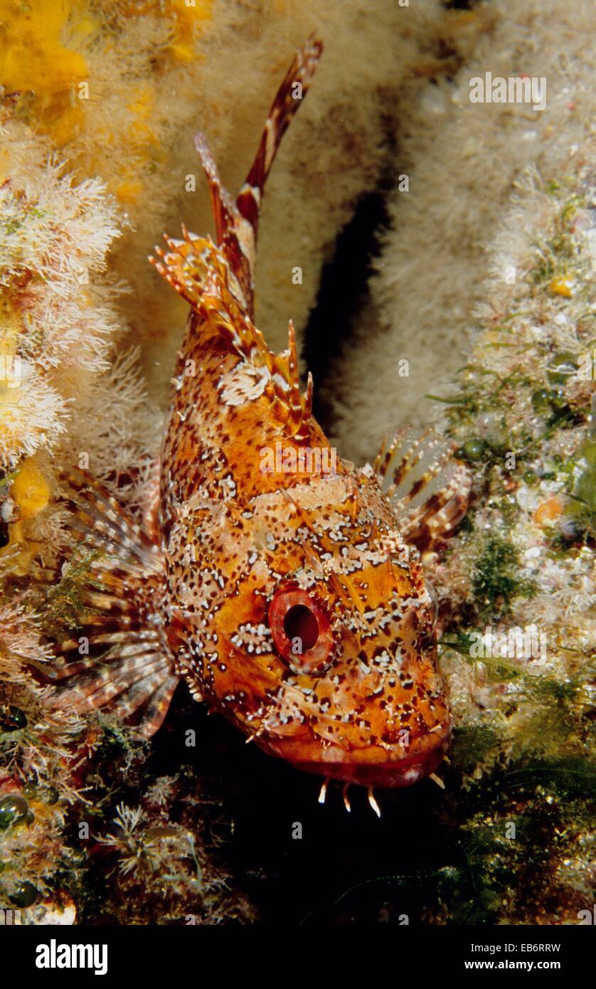 Scorpaena maderensis hi-res stock photography and images - Alamy