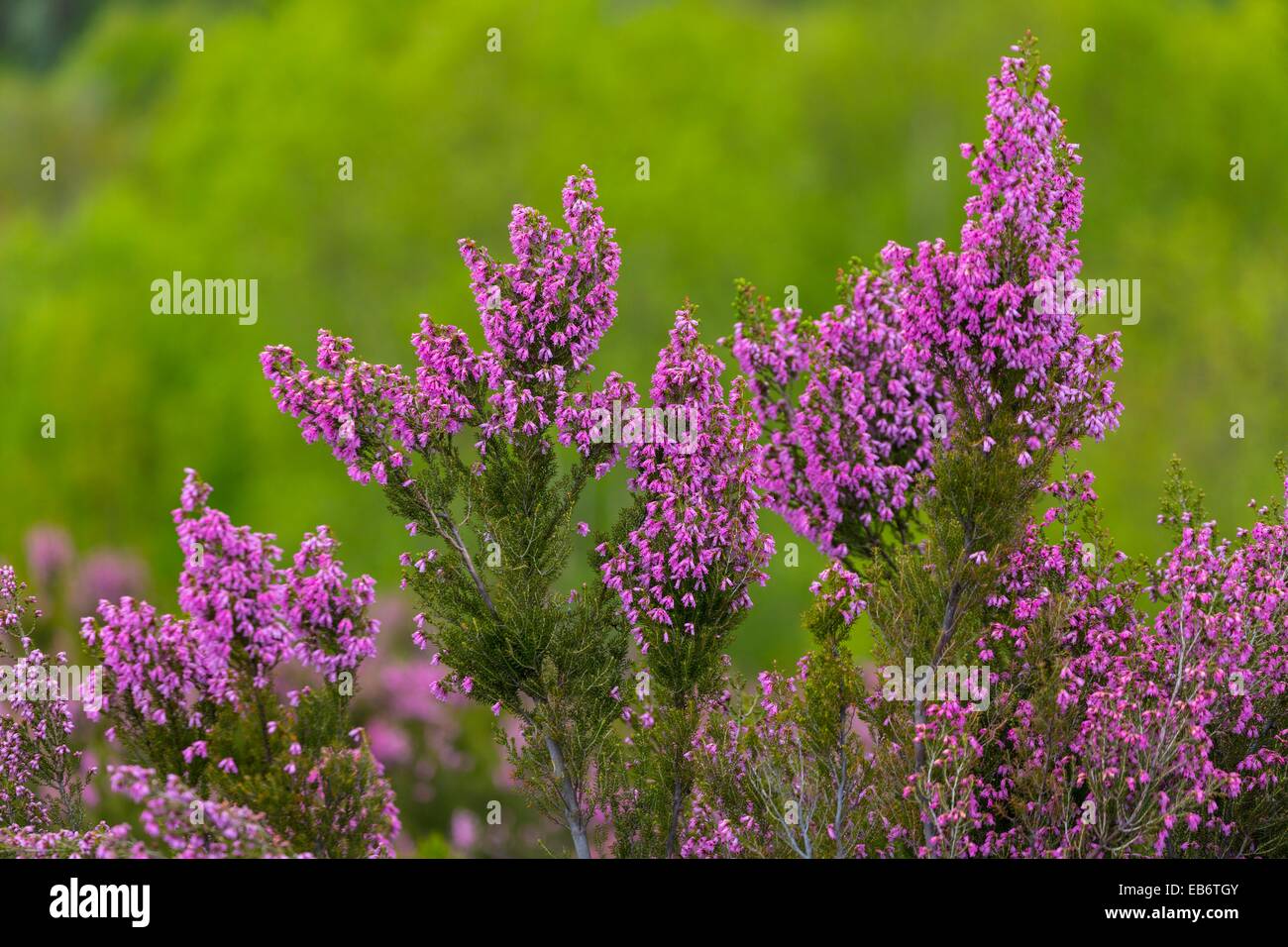 Erica Australis High Resolution Stock Photography and Images - Alamy