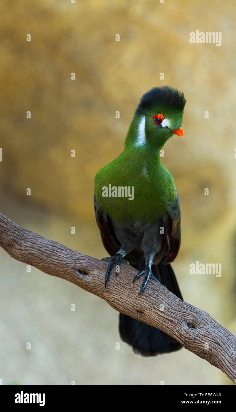 Hartlaub hi-res stock photography and images - Alamy