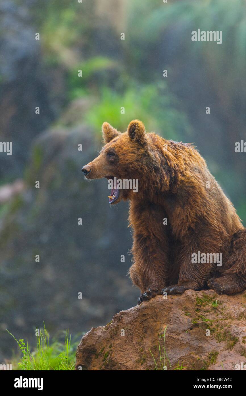Brown bear (Ursus arctos), Cabarceno Natural Park, Cantabria, Spain ...