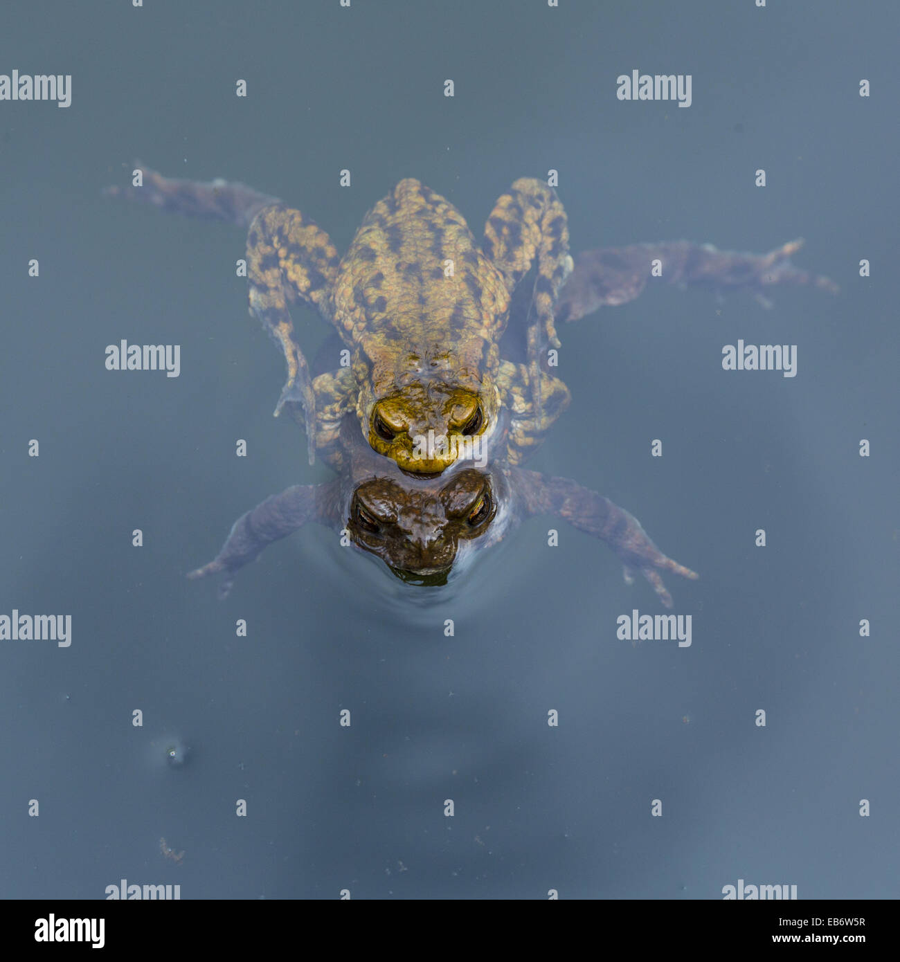 Fauna common toad hi-res stock photography and images - Alamy