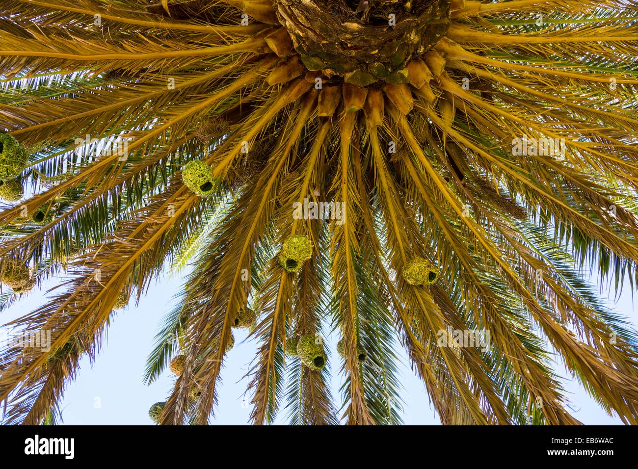Birds making nests, Namaqualand, Northern Cape province, South Africa ...