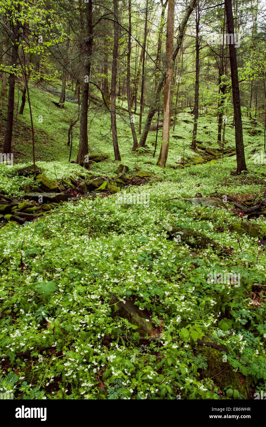 Spring Wildflowers, Great Smoky Mtns National Park, TN Stock Photo - Alamy
