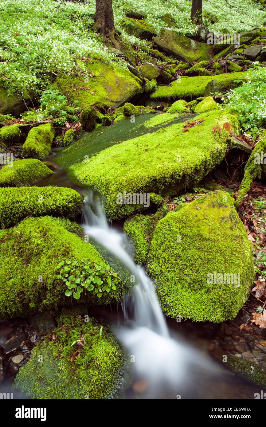 Spring Wildflowers, Great Smoky Mtns National Park, TN Stock Photo - Alamy
