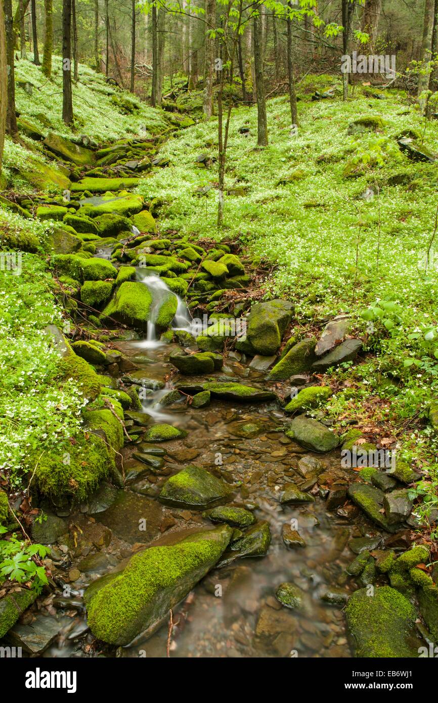 Spring Wildflowers, Great Smoky Mtns National Park, TN Stock Photo - Alamy