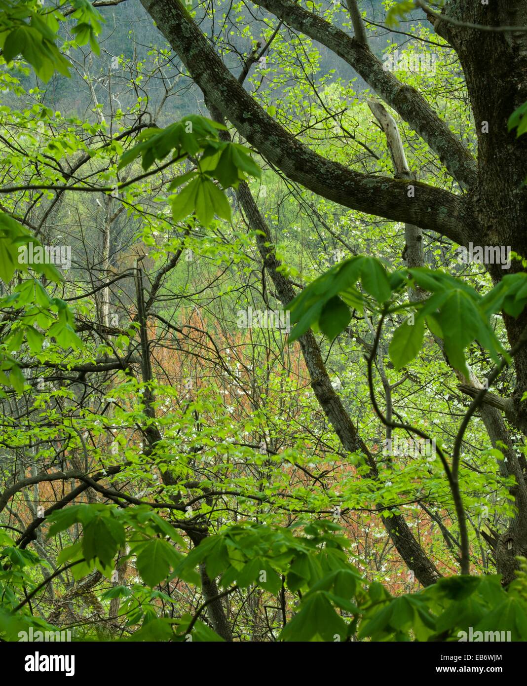 Spring, Great Smoky Mountains National Park, TN Stock Photo - Alamy