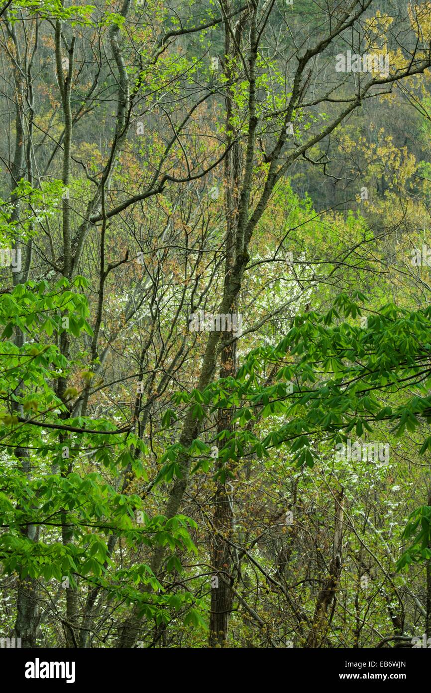 Spring, Great Smoky Mountains National Park, TN Stock Photo - Alamy