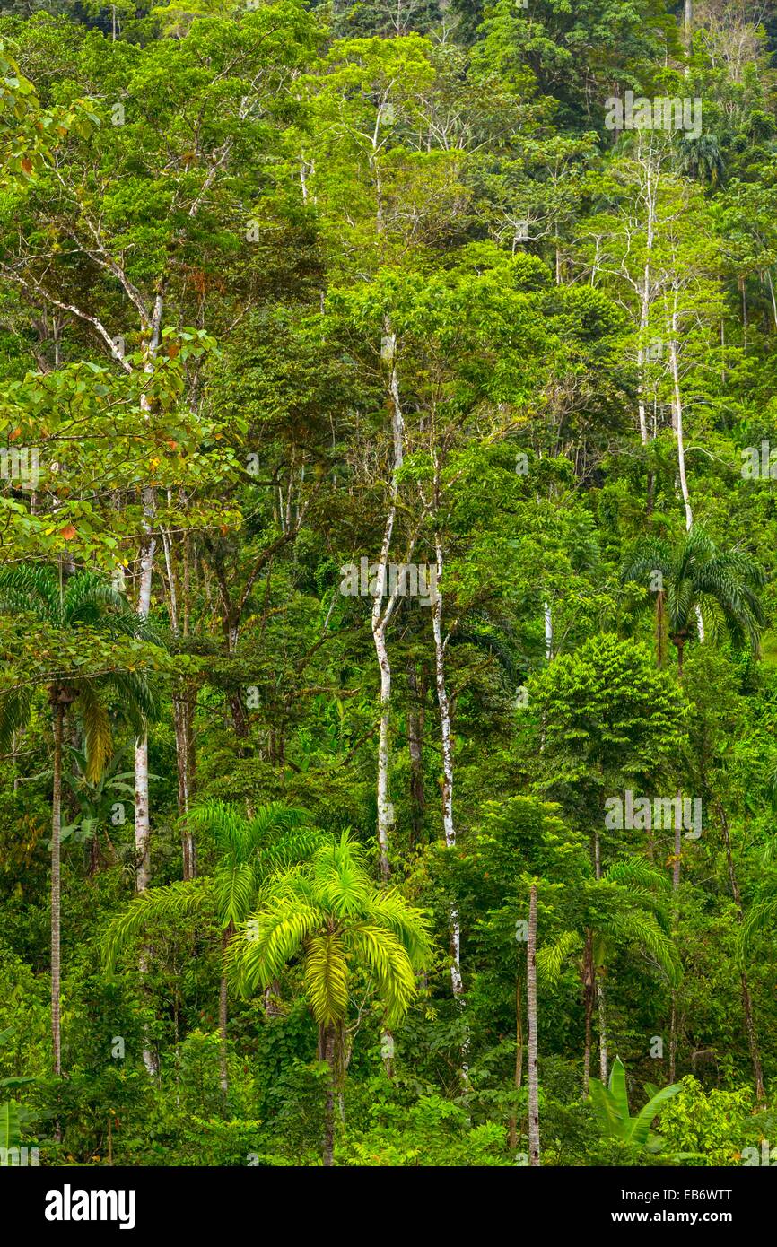 The ngabe hi-res stock photography and images - Alamy