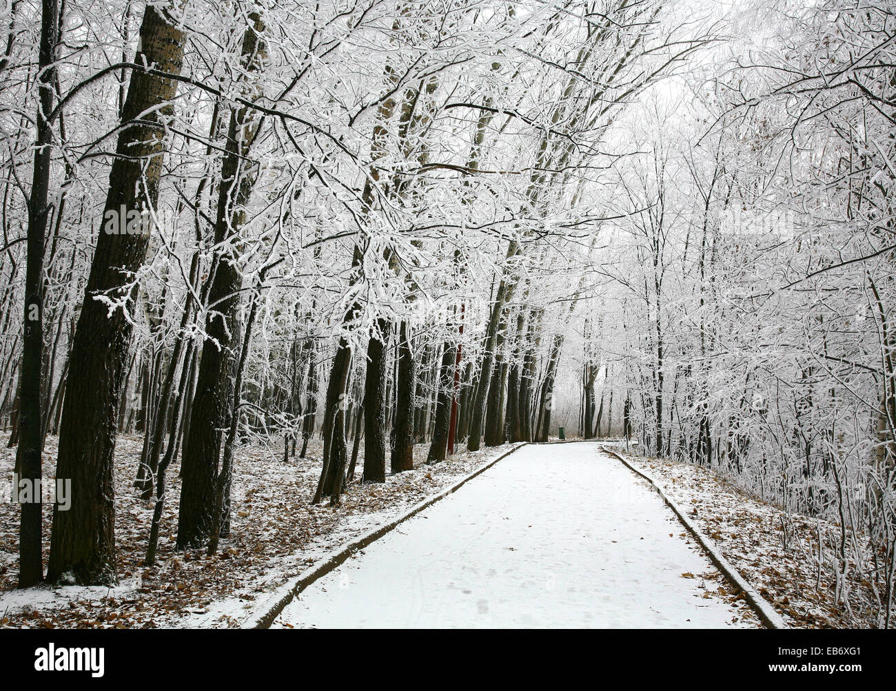 Alley trees walkway winter hi-res stock photography and images - Alamy