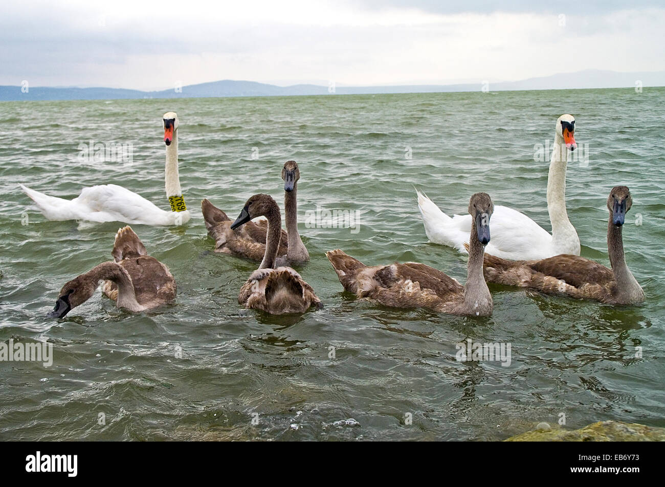 animal animals area art beautiful beauty bird birds clean concepts ...