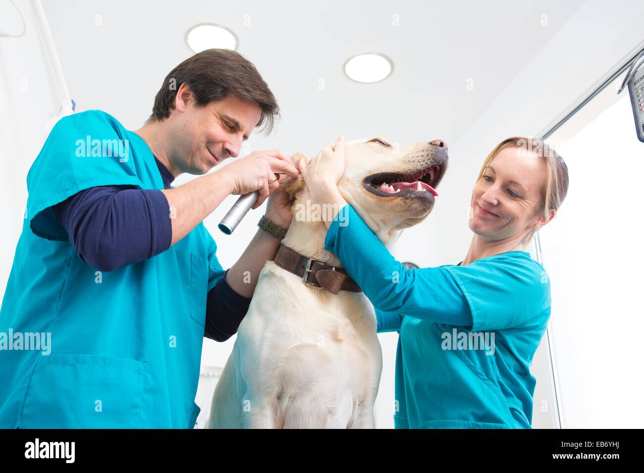 Veterinarians examine a Labrador Retiever in thier surgery Stock Photo ...