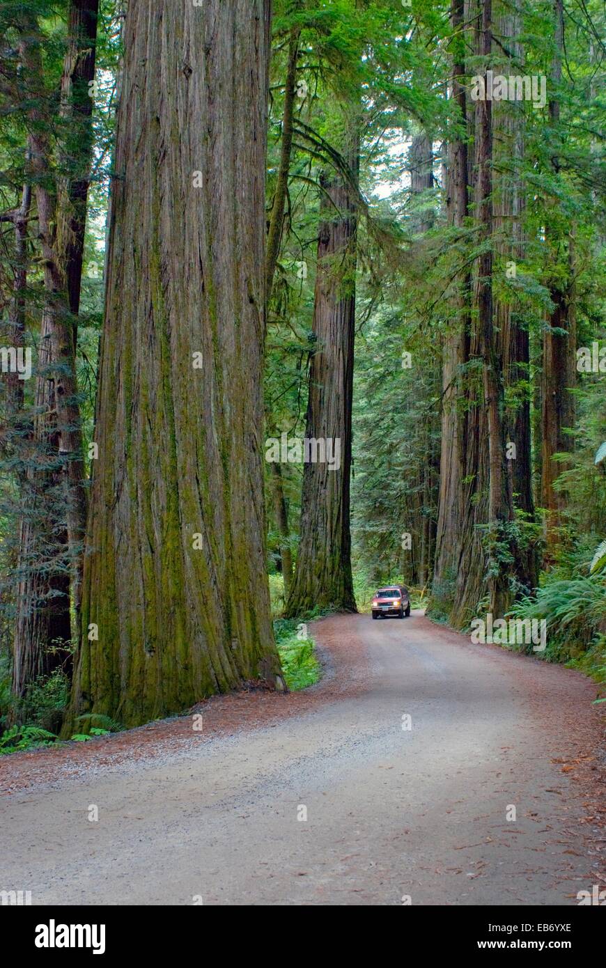 Drive car tree redwoods hi-res stock photography and images - Alamy