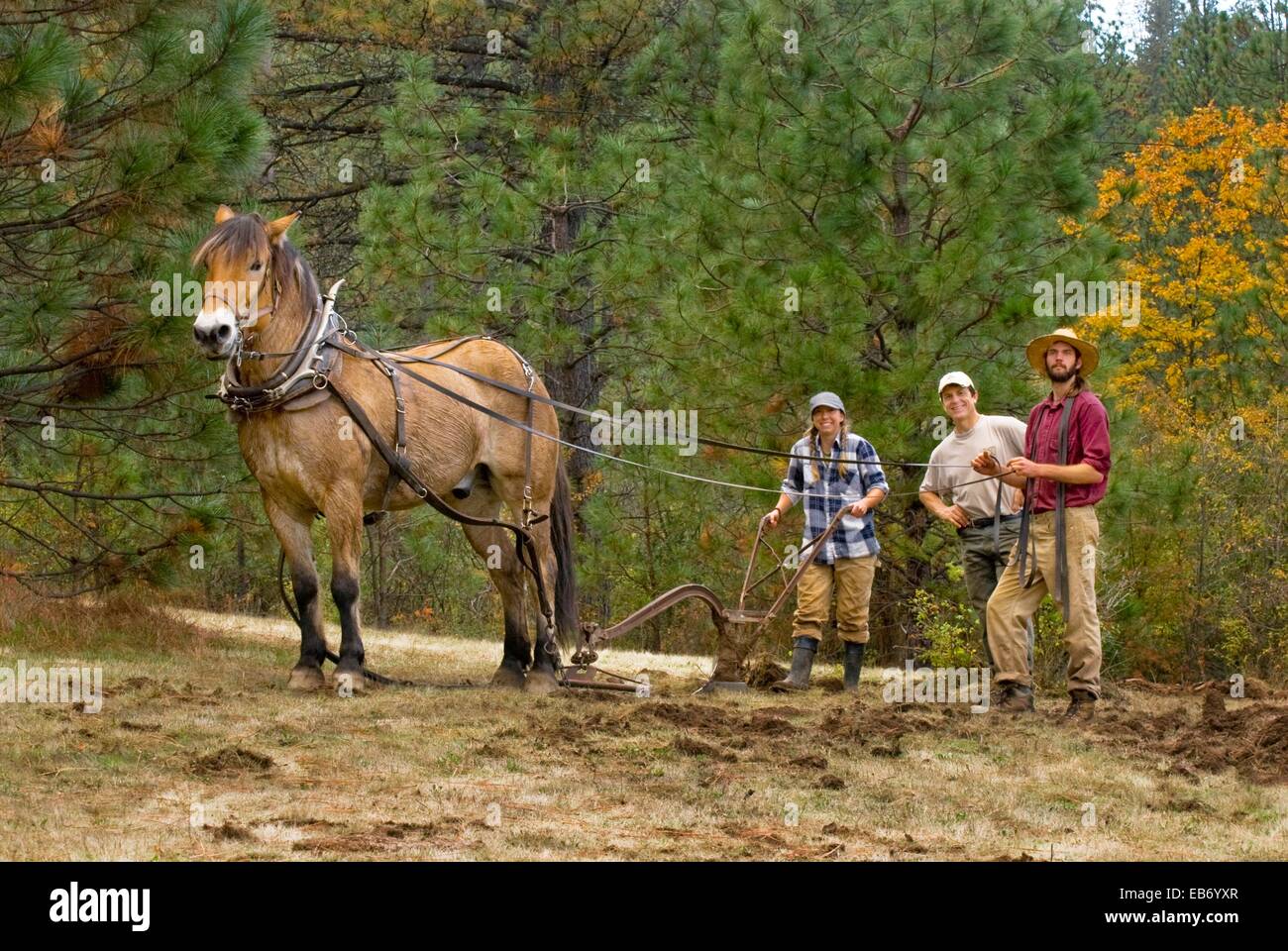 Plow Animal High Resolution Stock Photography and Images - Alamy