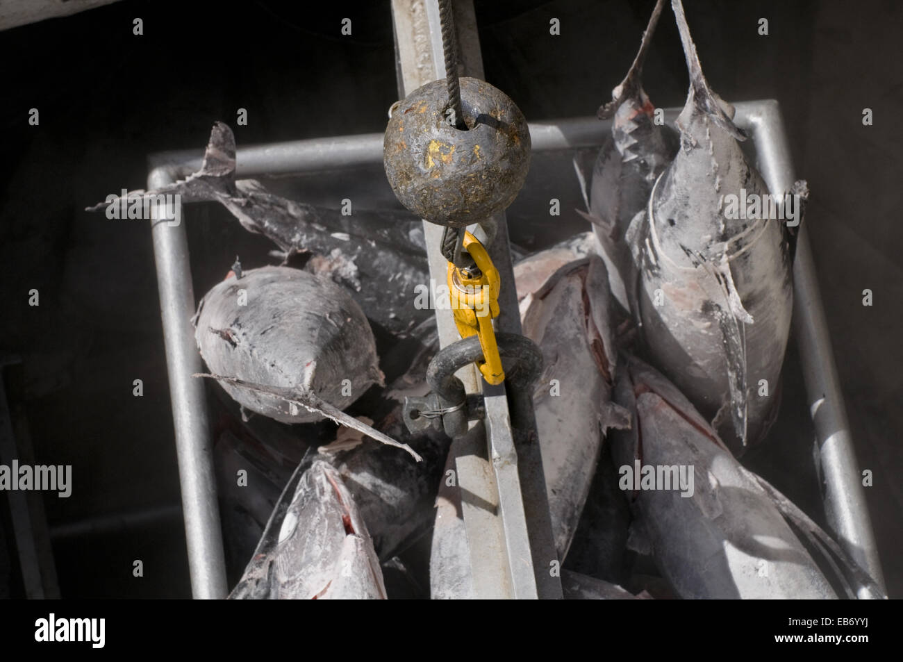 From tuna fishing hi-res stock photography and images - Alamy