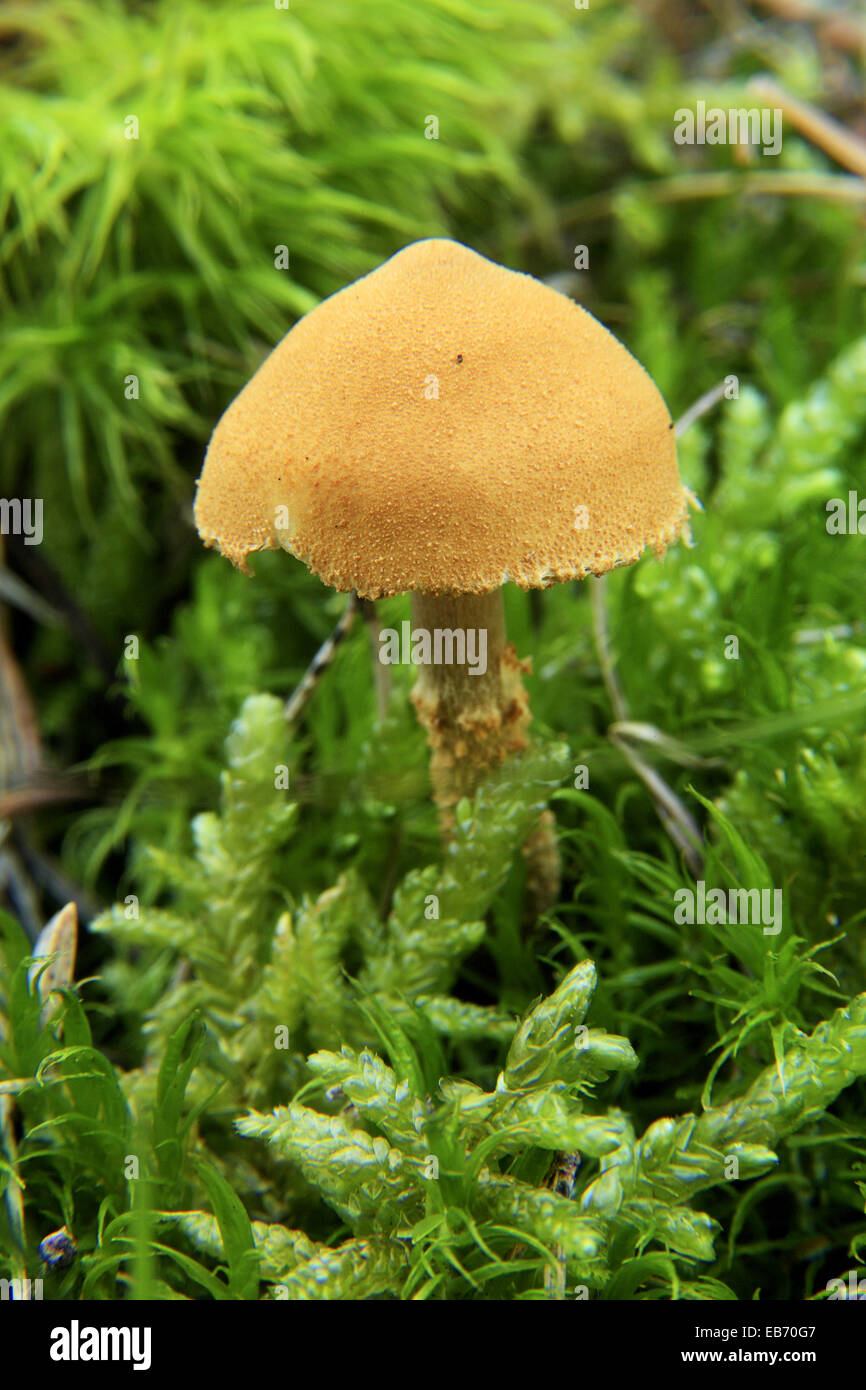Cystoderma amianthinum hi-res stock photography and images - Alamy