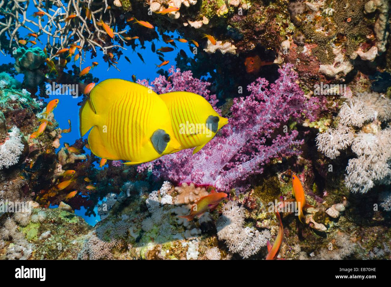 Golden anthias hi-res stock photography and images - Alamy