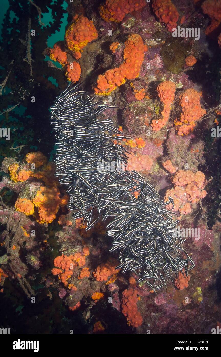 Indo pacific striped eel catfish hi-res stock photography and images ...