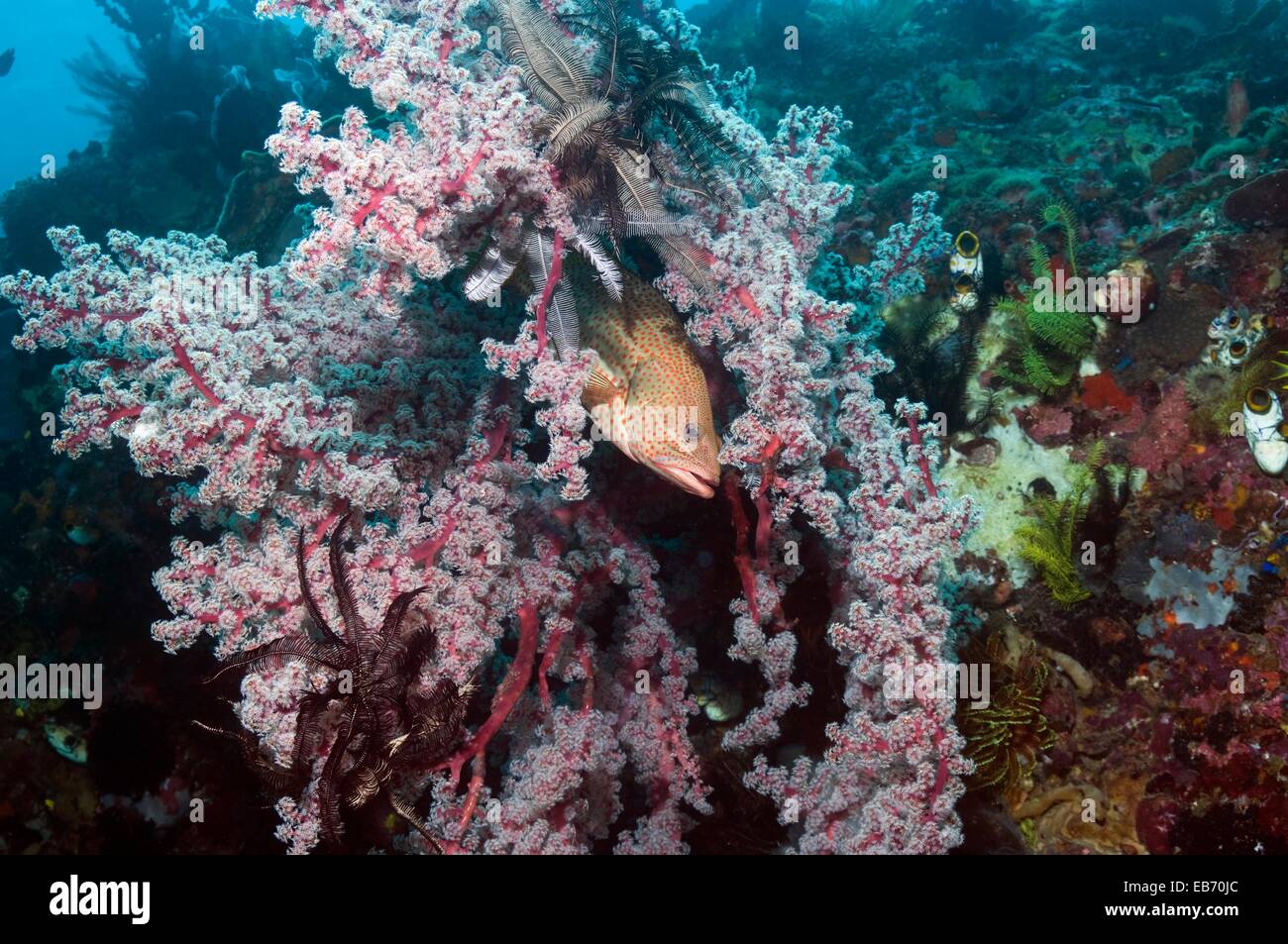 Slender branch hi-res stock photography and images - Alamy