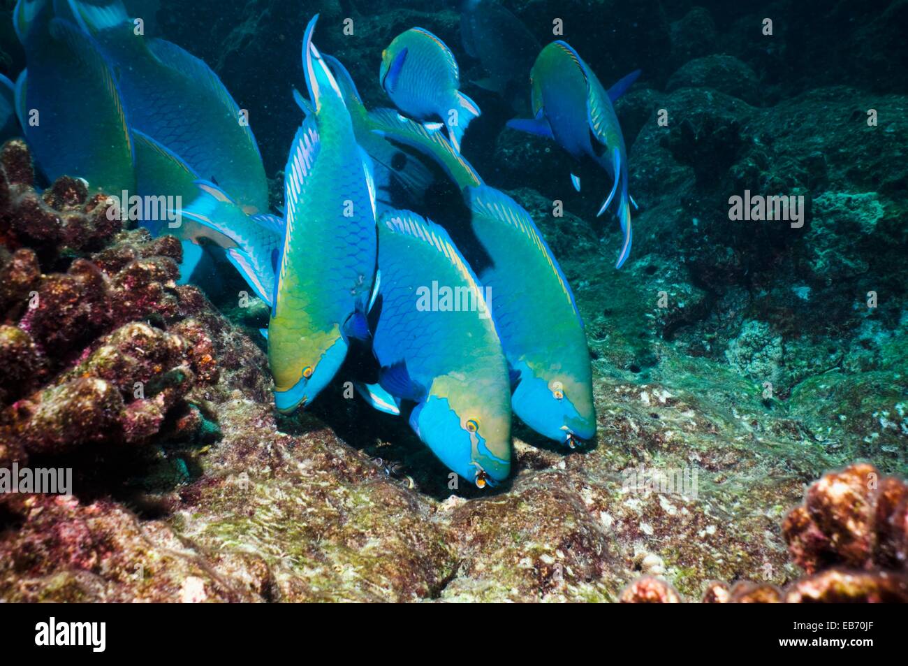 School Of Parrotfish Swimming Underwater High Resolution Stock ...