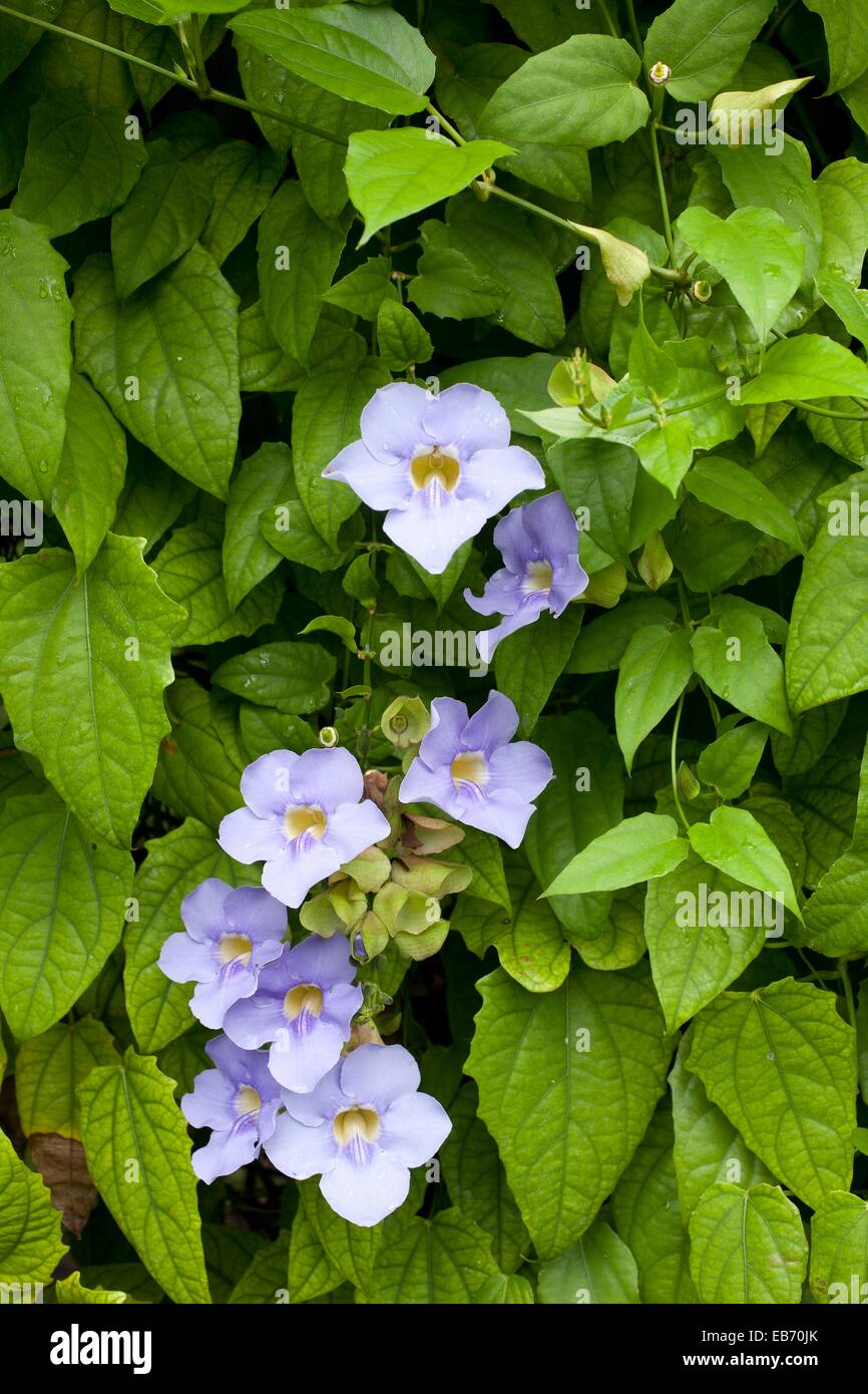 Purple creeper hi-res stock photography and images - Alamy