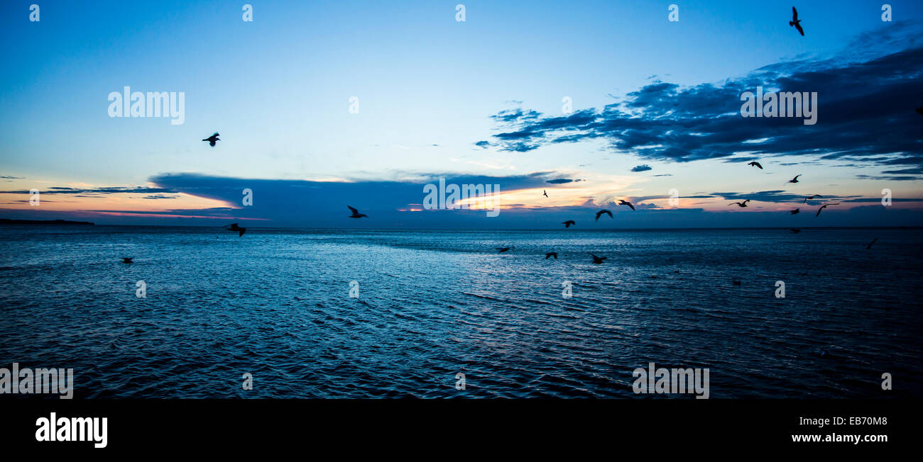 Tropical sea birds flying hi-res stock photography and images - Alamy
