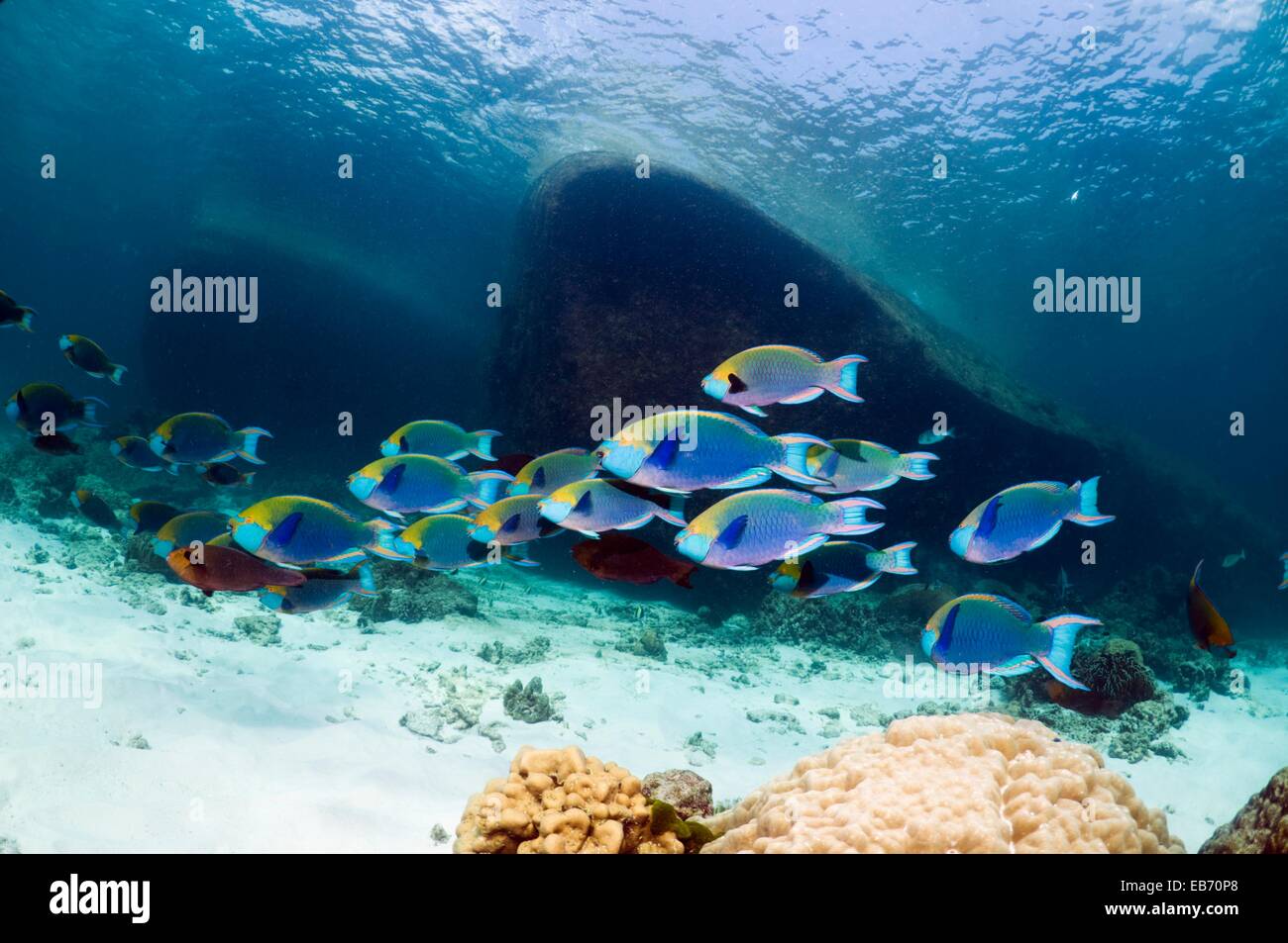 School Of Parrotfish Swimming Underwater High Resolution Stock ...