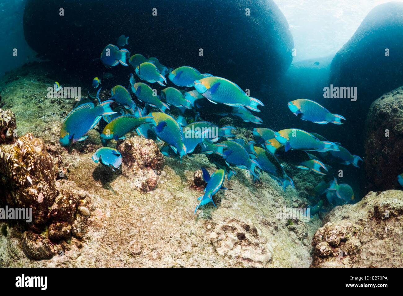 School Of Parrotfish Swimming Underwater High Resolution Stock ...