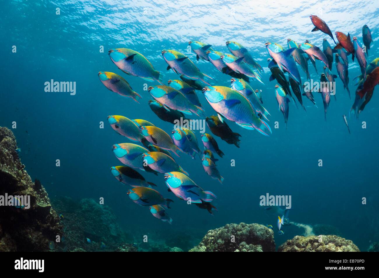School Of Parrotfish Swimming Underwater High Resolution Stock ...