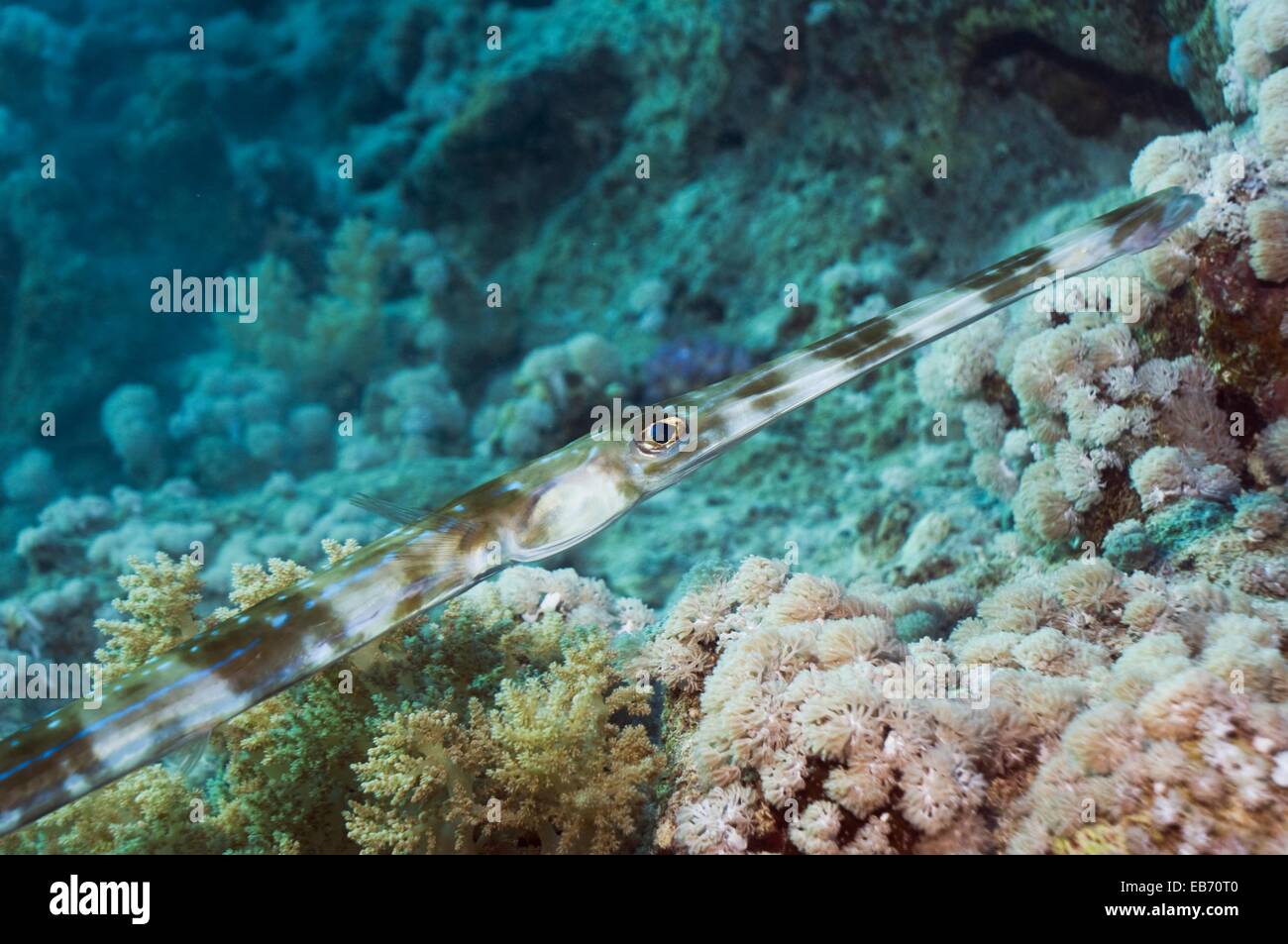 Flutemouth fish hi-res stock photography and images - Alamy