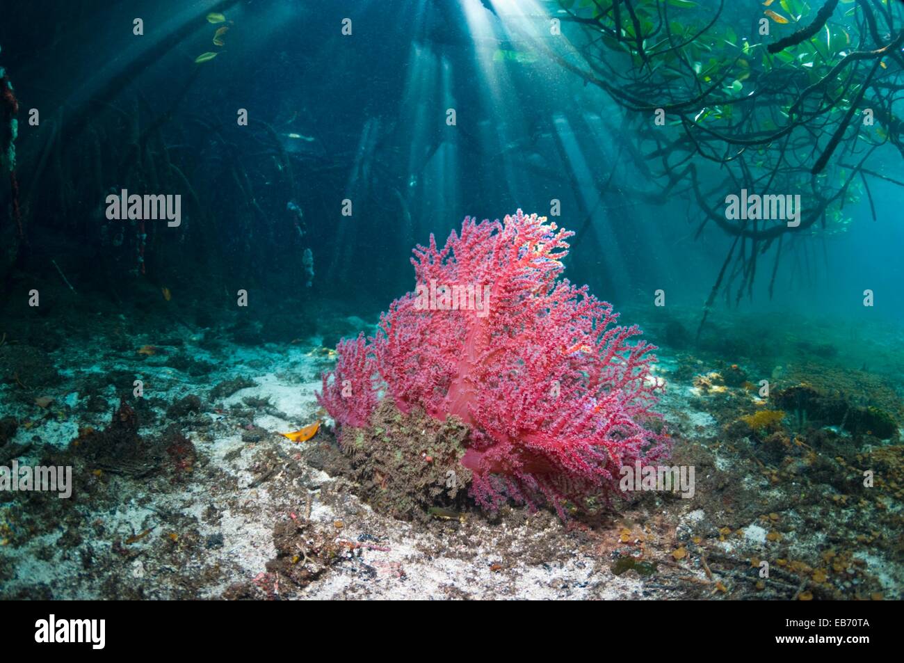 Tree coral nephthea sp hi-res stock photography and images - Alamy