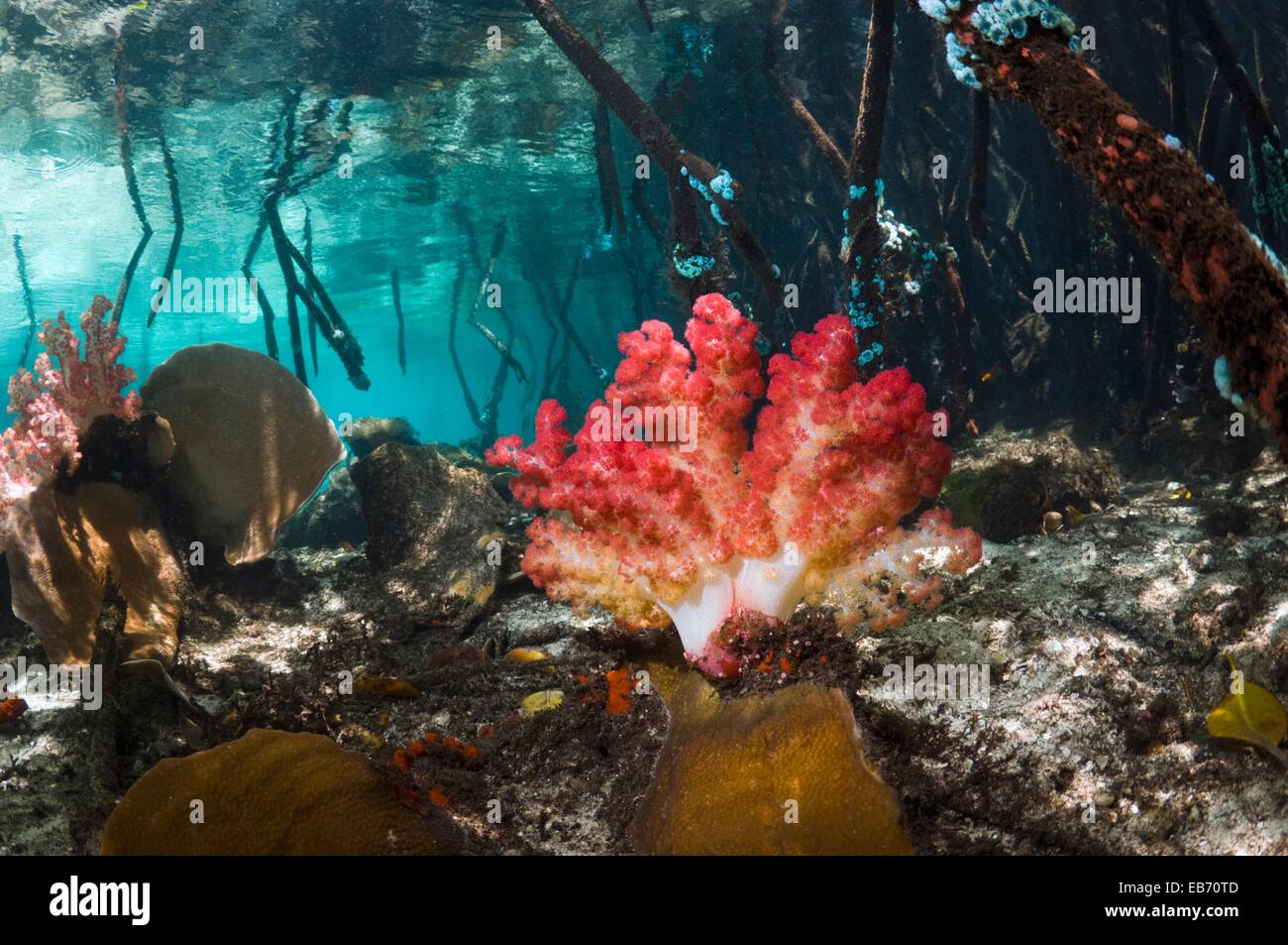Tree coral nephthea sp hi-res stock photography and images - Alamy
