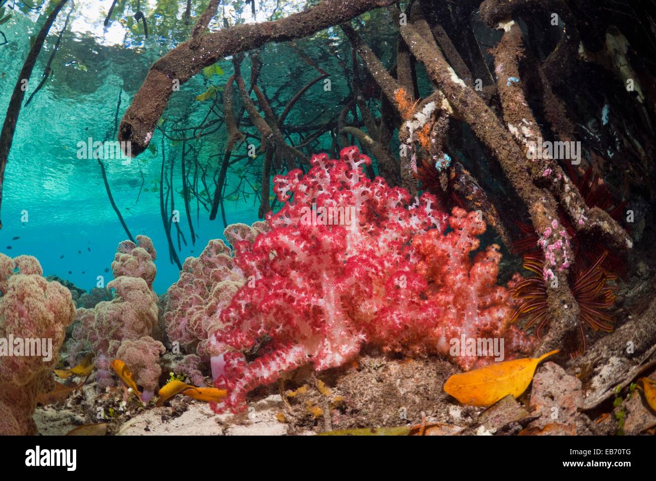 Tree Coral Nephthea Sp High Resolution Stock Photography and Images - Alamy