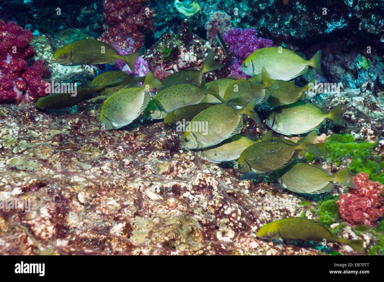 Indian coral rabbitfish hi-res stock photography and images - Alamy