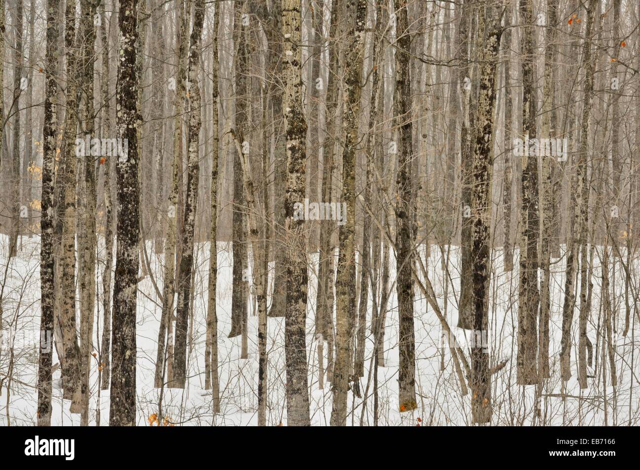 Primary Succession High Resolution Stock Photography and Images - Alamy