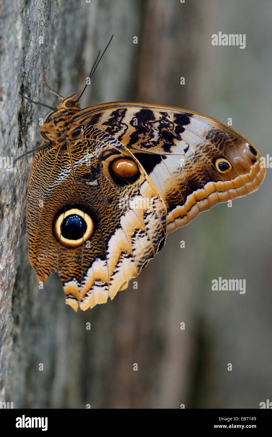 Restful butterfly hi-res stock photography and images - Alamy