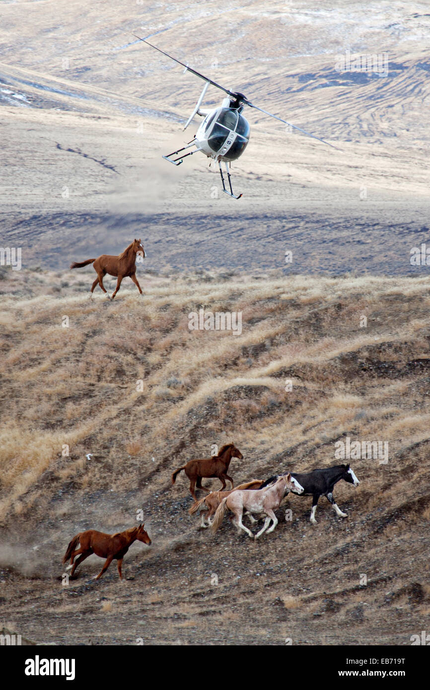 A helicopter guides a group of wild horses into a trap during a roundup ...