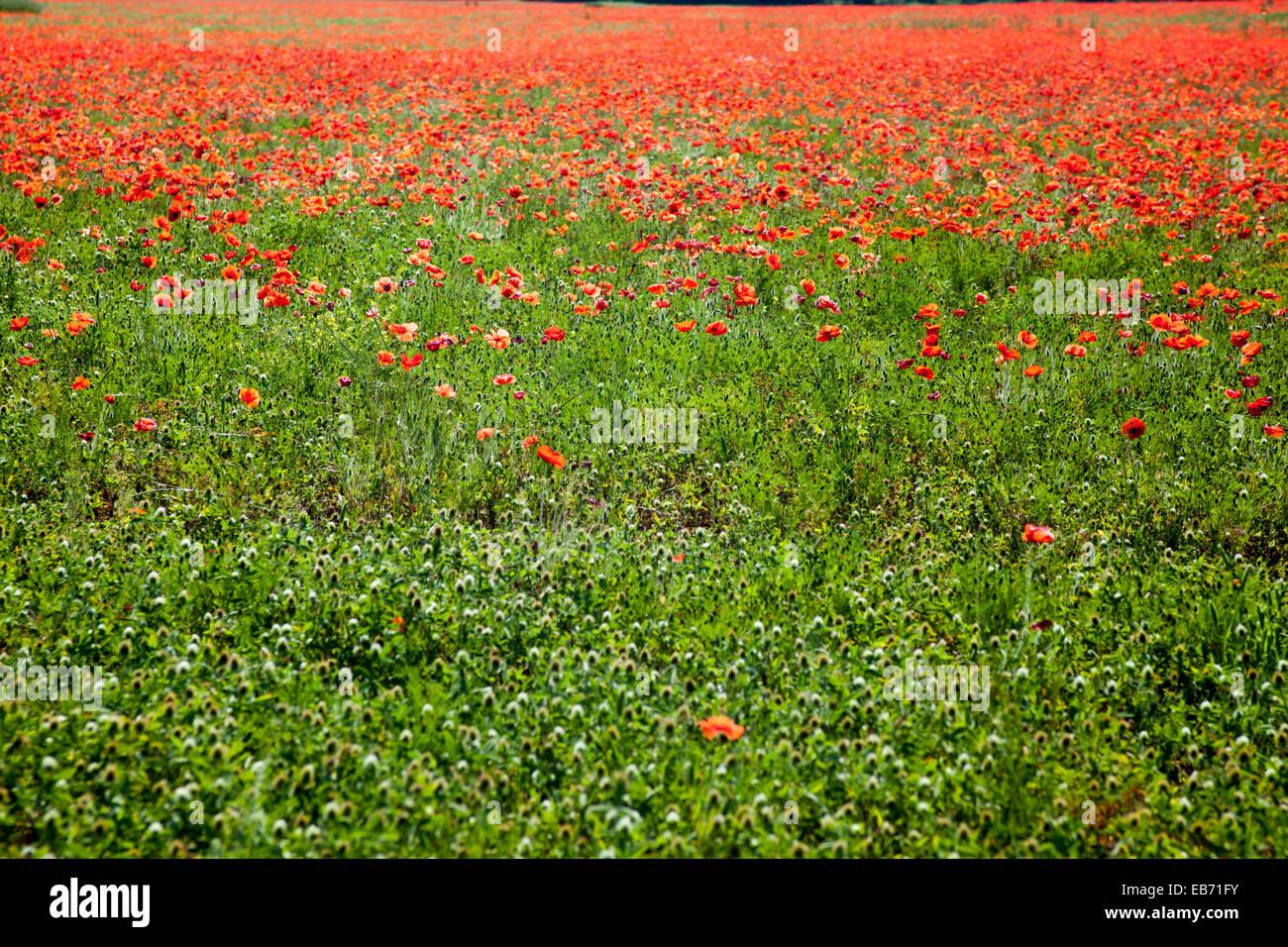 Endless field with flowering red poppies. Photographed in Italy ...
